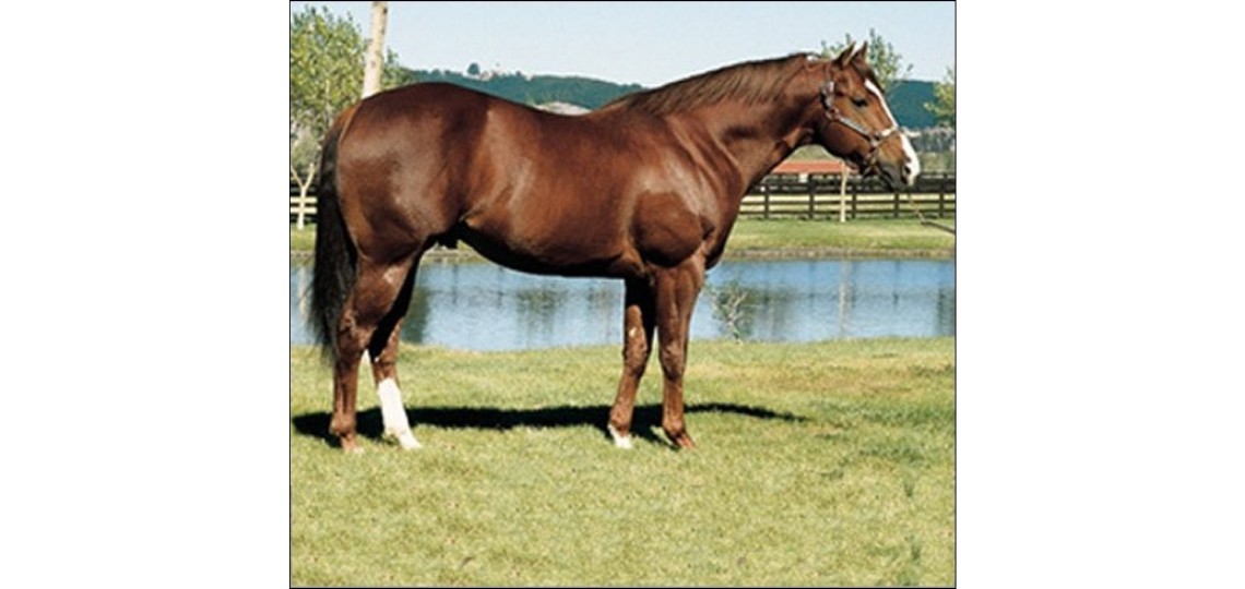 American Quarter Horse | The Horse Dispatch