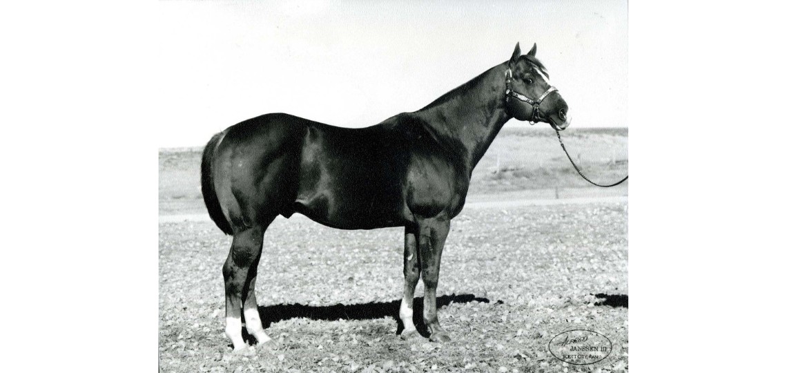 American Quarter Horse | The Horse Dispatch